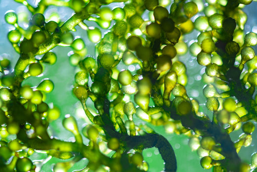 Why Algae are A Powerhouse for Your Skin